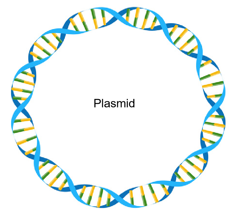 Lenti-EF1a-CD19（FMC63）-3rd-CAR-EGFRt-爱康得生物科技（苏州）有限公司