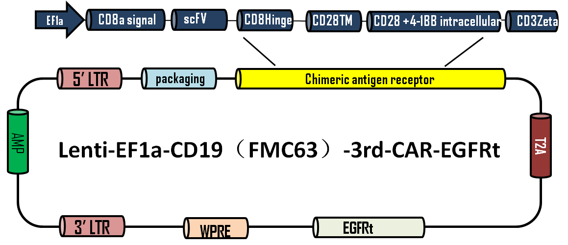 Lenti-EF1a-CD19（FMC63）-3rd-CAR-EGFRt-爱康得生物科技（苏州）有限公司