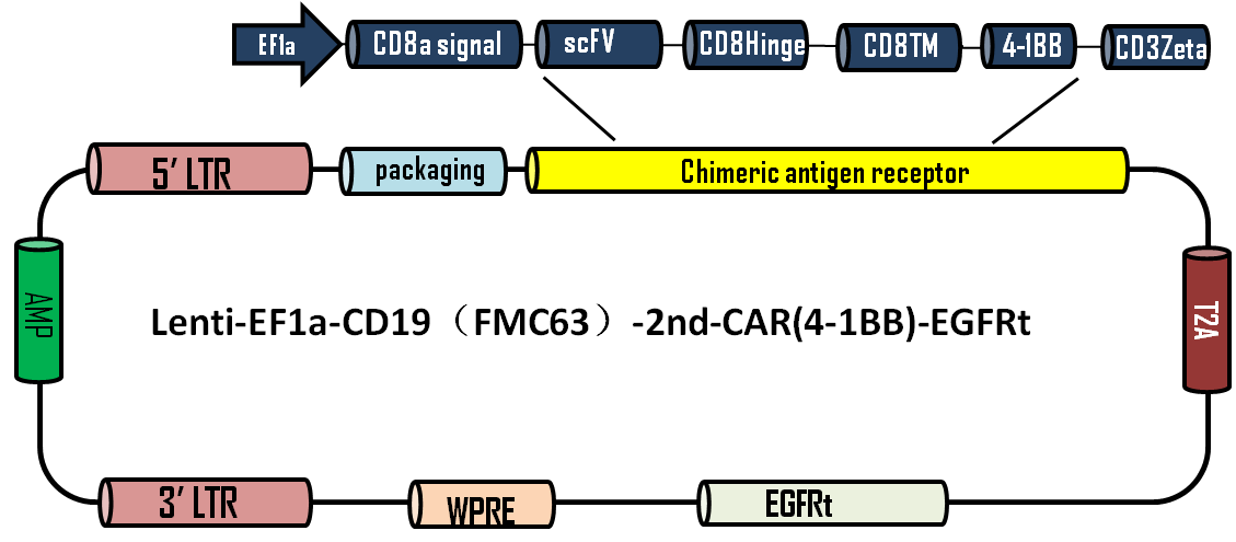 Lenti-EF1a-CD19（FMC63）-2nd-CAR(4-1BB)-EGFRt-爱康得生物科技（苏州）有限公司